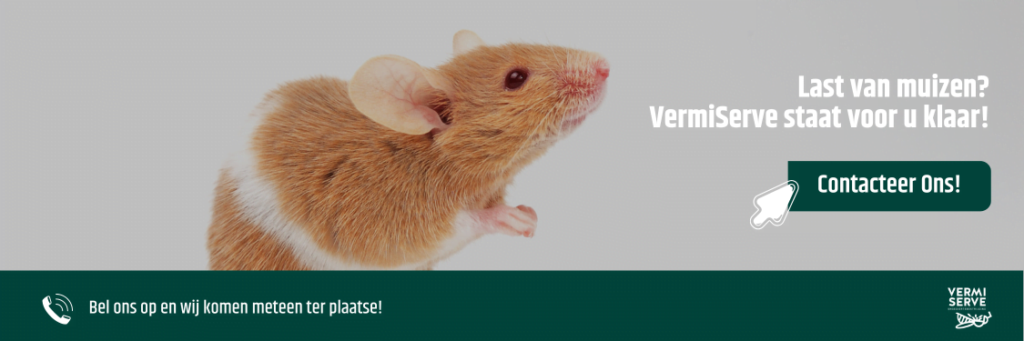 Muizen verjagen met natuurlijke geuren: "Hier zijn 7 manieren ...