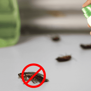 Meelmotten natuurlijk bestrijden: "10 stappen voor natuurlijke ...